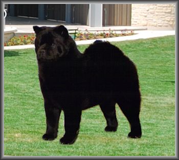 FlamingStar Chow Chows - Show Quality Rough and Smooth Coat Chows