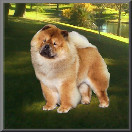 FlamingStar Chow Chows - Show Quality Rough and Smooth Coat Chows
