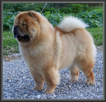 FlamingStar Chow Chows - Show Quality Rough and Smooth Coat Chows